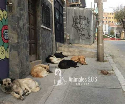 Cómo Frenar La Sobrepoblación De Perros De Manera Humanitaria Y A Corto