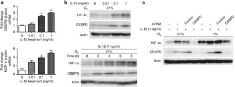 Ccaat Enhancer Binding Protein δ Hypoxia Inducible Factor 1