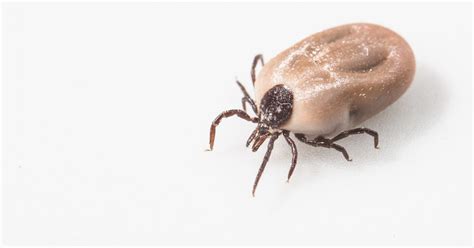 watch out ticks other bugs will be plentiful in 2016