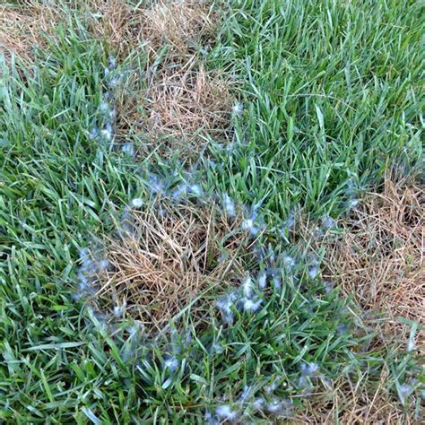 Pythium Blight The Lawn Institute