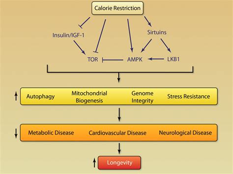 The Intersection Between Aging And Cardiovascular Disease Circulation