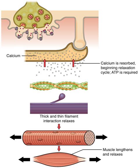 Muscle Fiber Contraction And Relaxation Anatomy And Physiology I