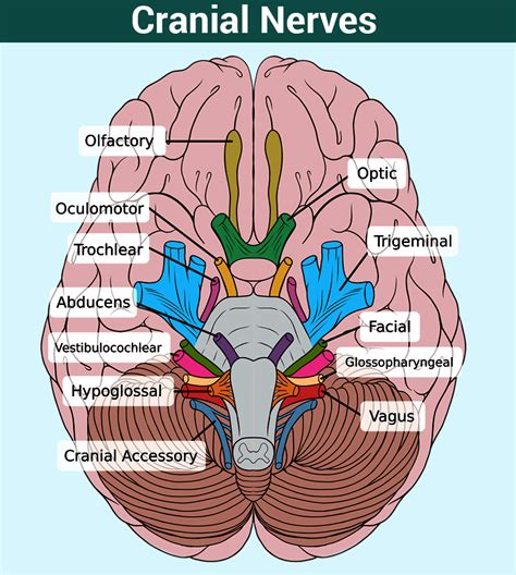 Cranial Nerves Guide