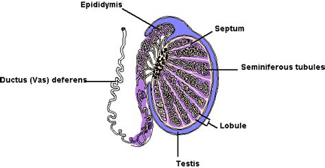 Rete Testis Diagram