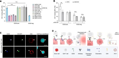 Receptor Transfer Between Immune Cells By Autoantibody Enhanced Cd32