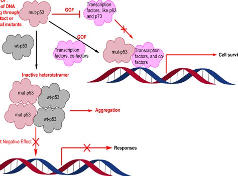 Mutant P53 Hotspot Mutations Loss Of Function Lof Gain Of Function