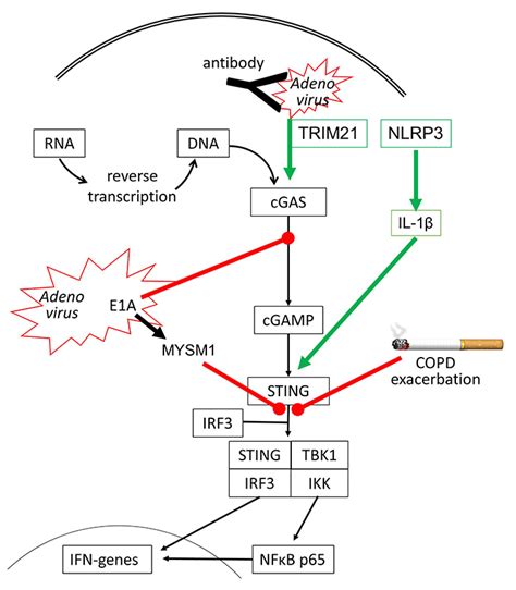 Sensing Of Viral Lung Infections By Cgas Sting
