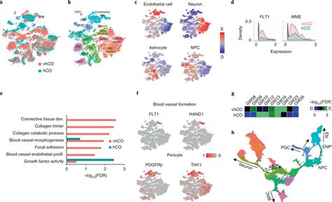 Single Cell Analysis Of Vhcos A B Tsne Plot Of Single Cells
