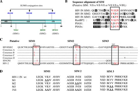 The Three Putative Sims Of In And Mutagenesis Analysis A Schematic Of