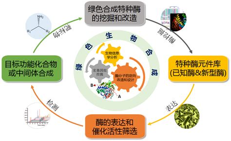 新型催化元件挖掘和特色功能产品的酶法生物合成 中科院青岛生物能源与过程研究所微生物制造工程中心