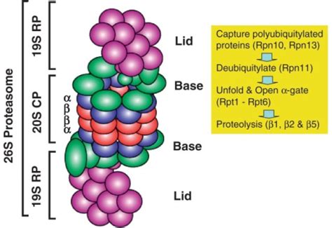 Proteasome Location In Cell