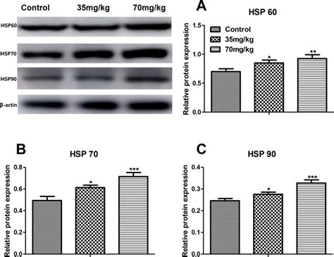 Effect Of Cd On Protein Level Of Hsp60 Hsp70 And Hsp90 Expression In