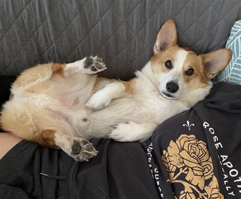 Hamilton Has No Shame When It Comes To Cuddling R Corgi