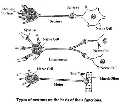 Neuron Types And Functions