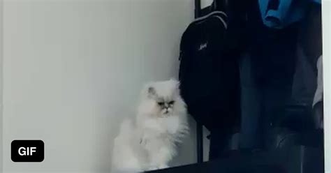 Close Encounter Of The Kitty Kind 9gag