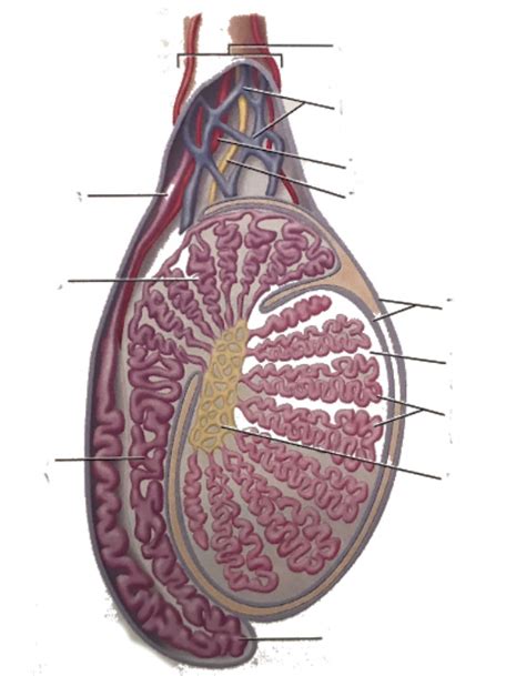 Testis Diagram Quizlet