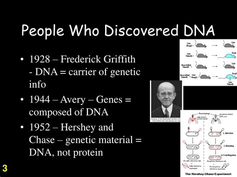 Ppt Dna Powerpoint Presentation Free Download Id 3850423