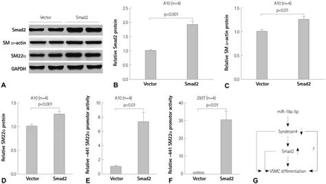 Smad2 Increases Vascular Smooth Muscle Cell Vsmc Differentiation