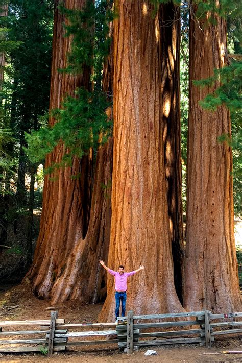 Red Sequoia National Park