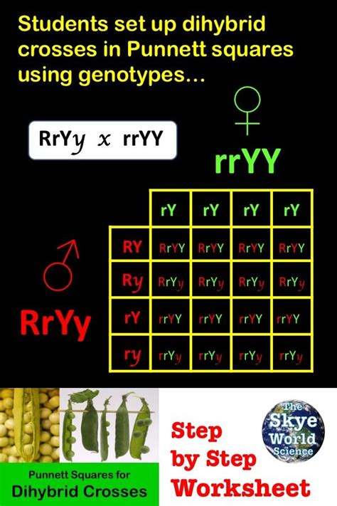 Dihybrid Cross Punnett Square Worksheet