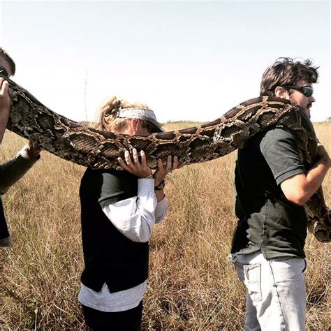 you too can hunt pythons one florida agency is offering