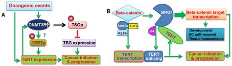 Telomerase Reverse Transcriptase