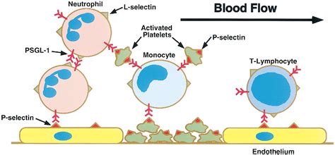 Figure 2 From Role Of Psgl 1 Binding To Selectins In Leukocyte