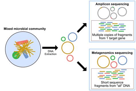 A Step By Step Guide To Targeted Metagenomics Analysis Using R