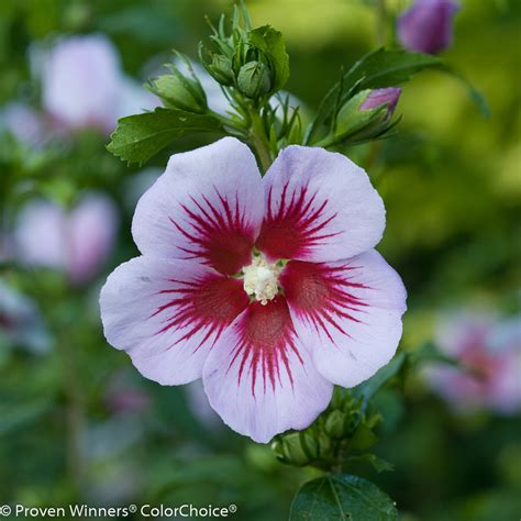 Orchid Satin® Rose Of Sharon Hibiscus Syriacus Proven Winners