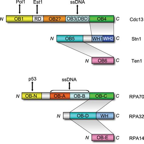 Domain Organization Of The Cst And The Rpa Complexes Upper Panel The