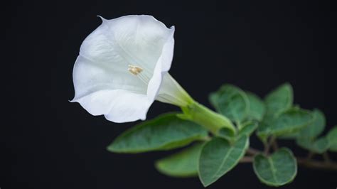 Moonflowers Planting Growing And Caring For Moonflower Vines
