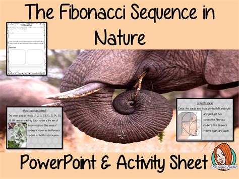 fibonacci sequences in nature teaching resources