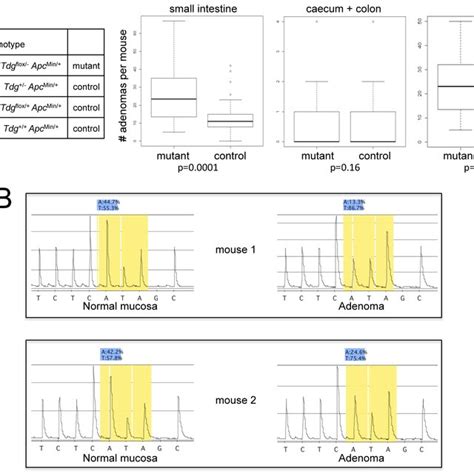 pdf thymine dna glycosylase tdg is involved in the