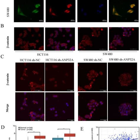 Location And Correlation Between Anp32a And β Catenin In Crc Cells A