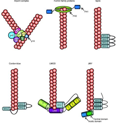 Figure 1 A Scheme Of Actin Polymerization By Arp2 3 Open I