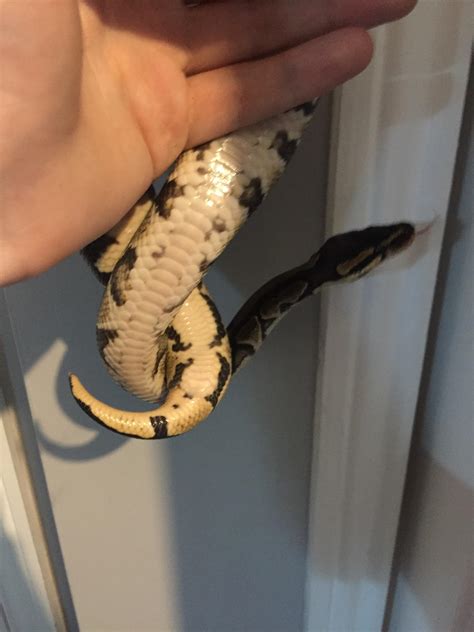 my one year old royal ball python sisyphus any guesses as to what