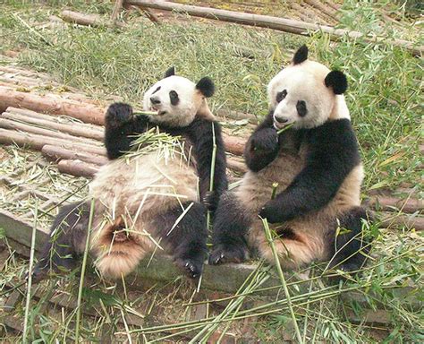 100 facts about pandas by david o doherty