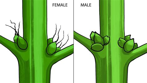 first signs of flowering stage weed guide to cannabis budding week by