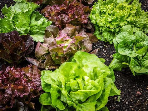 17 Types Of Lettuce And Best Ways To Use Them Organic Facts