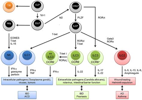 Frontiers Context Dependent Role Of Type 2 Innate Lymphoid Cells In