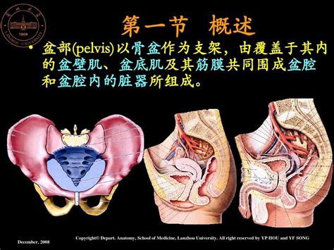 盆部 360百科