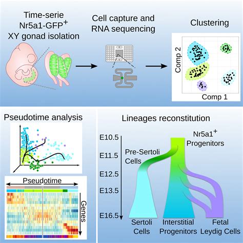 Deciphering Cell Lineage Specification During Male Sex Determination