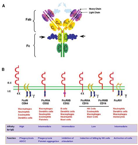A The Structure Of Igg Molecule With Glycosylation Sites Igg