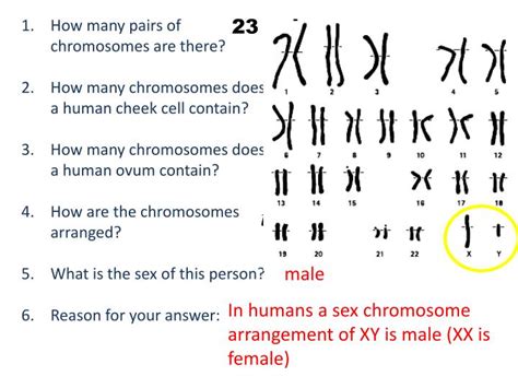 Ppt Human Karyotype Powerpoint Presentation Id 2284165