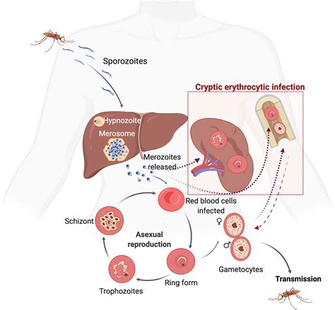 Frontiers Advancing Key Gaps In The Knowledge Of Plasmodium Vivax