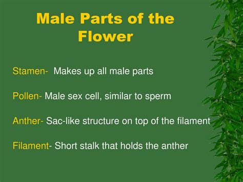 Plant Structure And Function Ppt Download