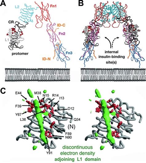 Structure Of The Ir Ectodomain And Possible Proximity Of L1 And Id N