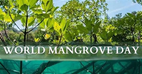 World Mangrove Day 2023 Celebrating Resilience Raising Awareness And