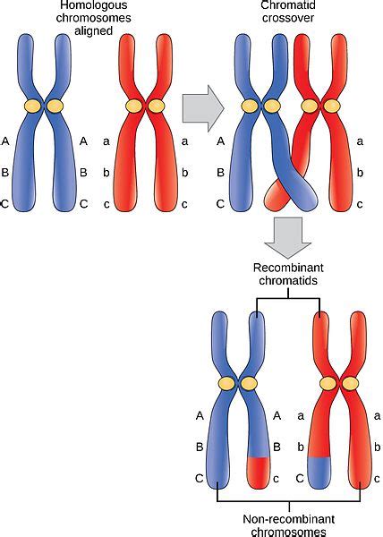 Verschil Tussen Homologe En Niet Homologe Chromosomen Definitie