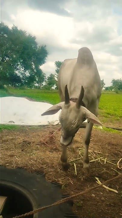 पंढरी शेट अम्ही तुम्हला पन कस विसरु शकतो ओरिजनल गाड़ा मालक पंढरी सेट